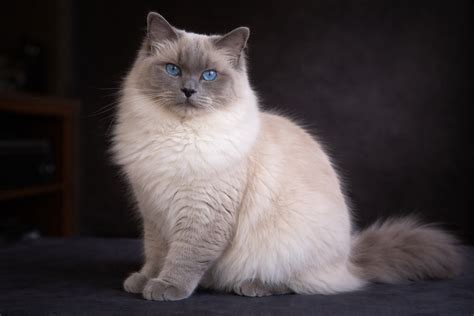 Ragdoll Cat Colors And Patterns 24 Most Common Types Explained