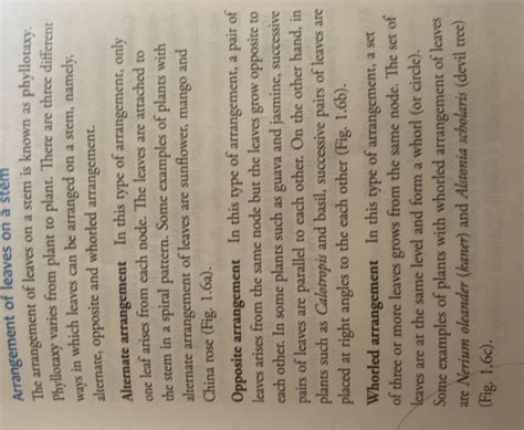 Arrangement Of Leaves On A Stem Filo