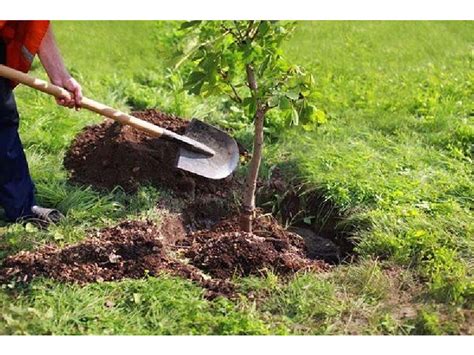 بازرگانی تک نو فروش چوب روسی، دسته بیل روسی در تبر