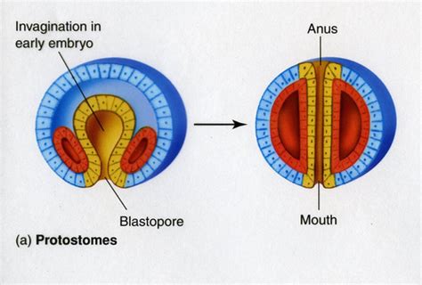 Protostomes Flashcards Quizlet