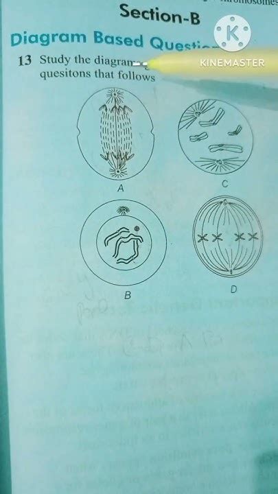 Diagram Based Question Cell Cycle Div And Structure Of Chromosomes Cl