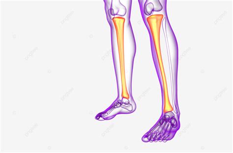 Tibia Bone Medical In 3d Rendering Bone Anatomy Fibula Png Tibia Bone Medical In 3d Rendering Bone Anatomy Fibula Png