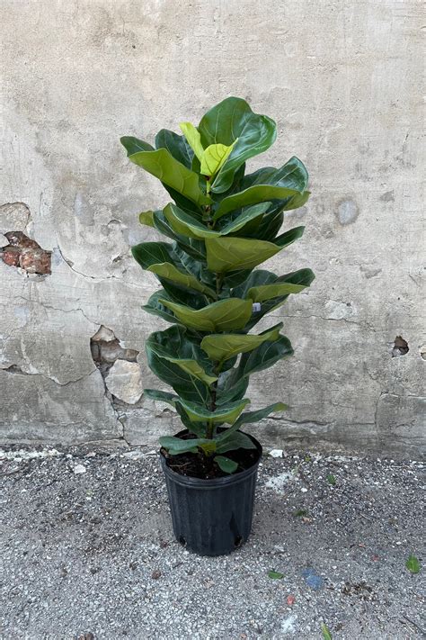 Ficus Lyrata Fiddle Leaf Fig Column Form 10 Sprout Home