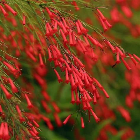 Red Firecracker Russelia Equisetiformis Flowering Live Plant