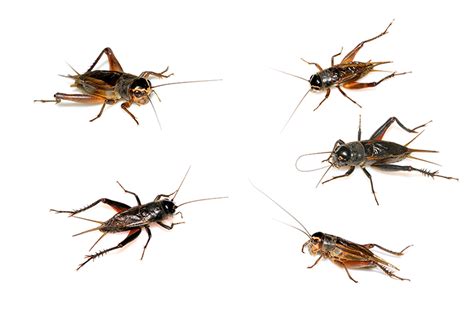 How To Identify And Control Common Lawn And Garden Pests