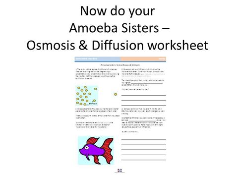 Amoeba Sisters Osmosis Worksheet