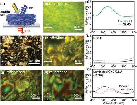 A Schematic Of Reflected And Transmitted Circularly Polarized Light Download Scientific