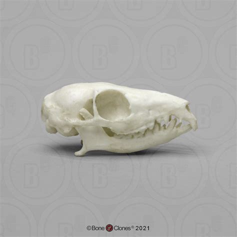 Tree Shrew Skull Bone Clones Osteological Reproductions