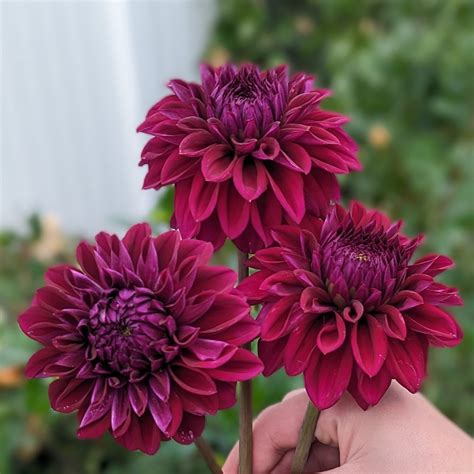 Diva Dahlia Tuber Vineyard Blooms