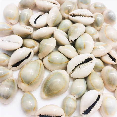 Buy Usr Store Kodiya For Pooja Laxmi Peeli Kodi Yellow Shells Stone