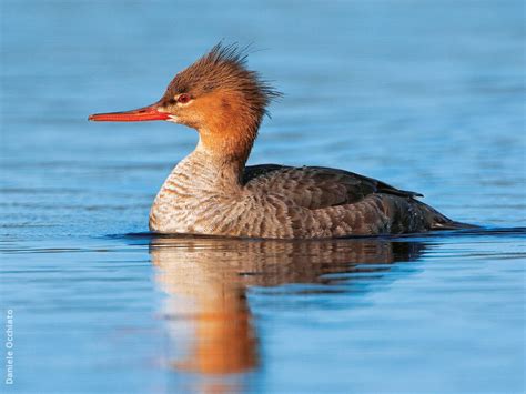 Red Breasted Merganser
