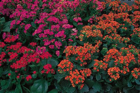 Kalanchoe Description Major Species And Facts Britannica