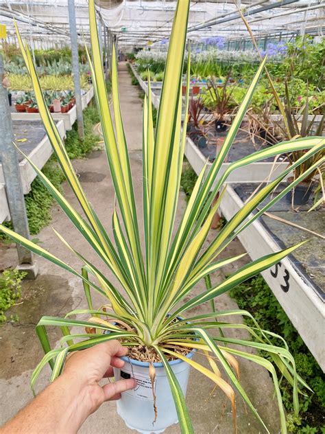 Yucca Palmlilie Flaccida Golden Sword Kaufen Beim Palmenmann