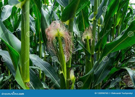 The Formation Of A Young Corn Cob During Flowering Stock Image Image