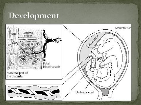 The Placenta And Fetal Membranes Fetal Tissues Of