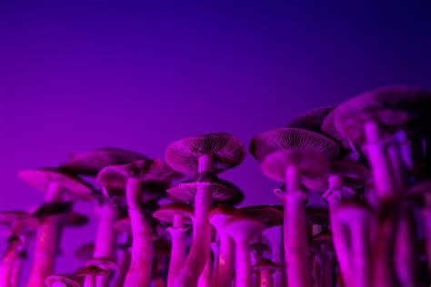 Lsd Psilocybin And Ayahuasca Could Treat Alcohol Use Disorder Leafie