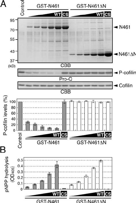 The Ssh N Domain Is Required For Cofilin Phosphatase Activity But Not
