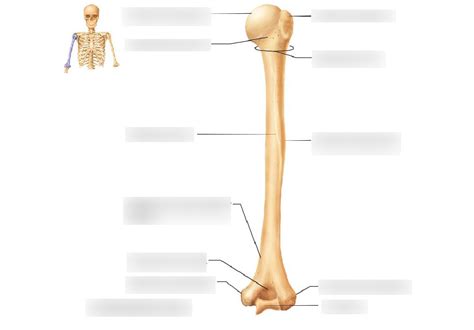 Posterior Humerus Diagram Quizlet