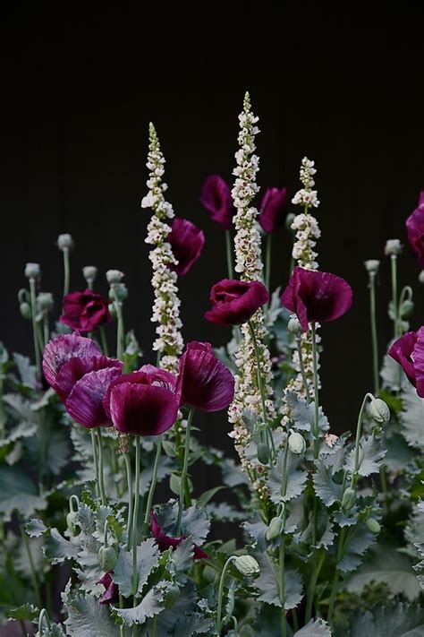 Pinterest | Flower garden, Beautiful flowers, Garden inspiration
