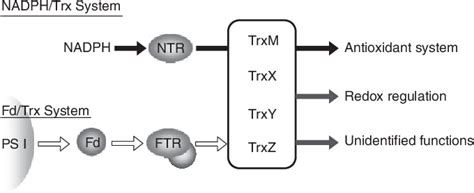 Figure 1 From Binary Reducing Equivalent Pathways Using Nadph