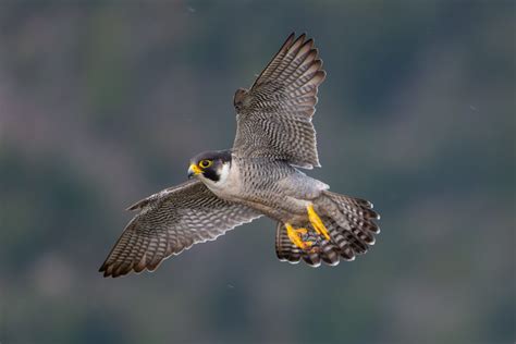 Halcón Peregrino Todo Sobre Esta Ave Características Y Hábitat