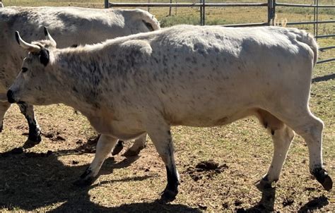 Breed Standards White Dexter