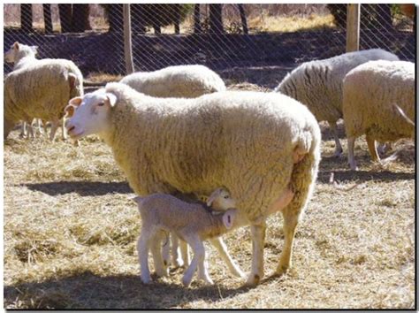 Una Creación Del Inta La Raza Ovina Pampinta Se Impone 21 De Julio