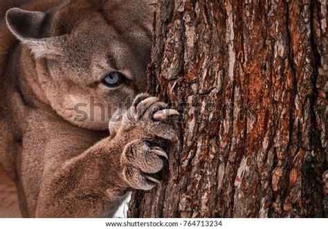 423 Cougar Claws 스톡 사진 이미지 및 사진 Shutterstock
