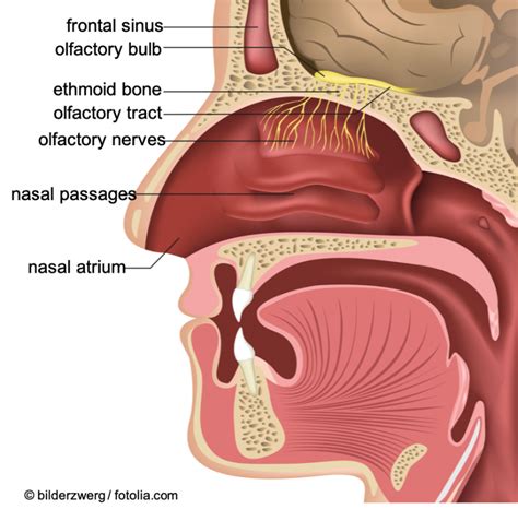 Nanoparticles And The Olfactory Mucous Membrane Wissensplattform