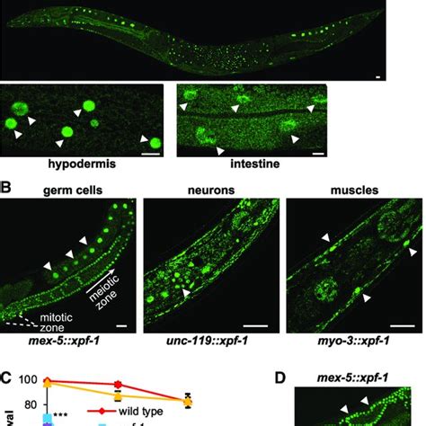 Xpf 1gfp Expression In C Elegans A Representative Fluorescence