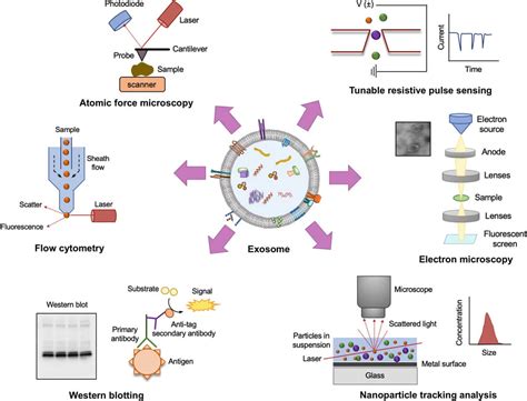 Exosomes Creative Bioarray Creative Bioarray