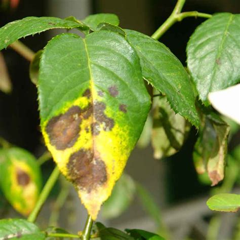 Hongos En Las Plantas