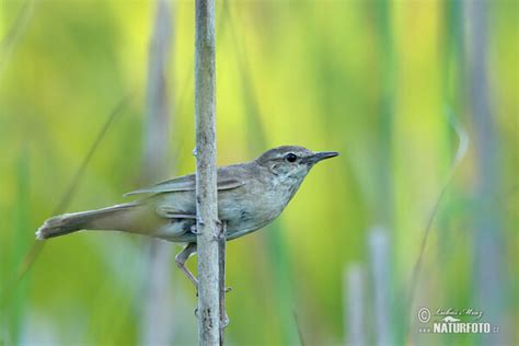 Locustella Luscinioides Pictures Savis Warbler Images Nature Wildlife Photos Naturephoto
