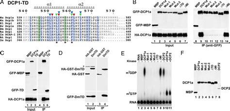 Dcp1 Trimerization Occurs In Vivo And Is Required For The Assembly Of