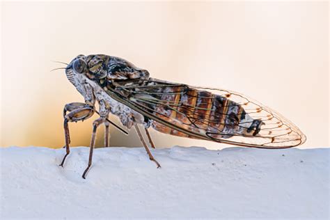 Insecto Cigarra Primer Plano De Cigarra En Una Pared Blanca Fotografía