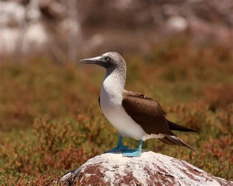 Sula Piediazzurri Fatti Dieta Habitat E Immagini Su Animaliabio