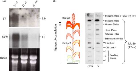 Phlobaphenes Accumulation And Developmental Gene Expression Patterns Of
