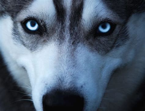 A Rainbow Of Shades All About The Husky Eye Color Limmerkoll