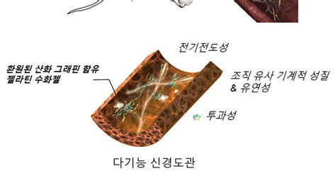 Gist 단국대 말초 신경 재생 그래핀 기반 전도성 수화젤 신경도관 개발 Gist 단국대 말초 신경 재생 그래핀 기반 전도성 수화젤 신경도관 개발