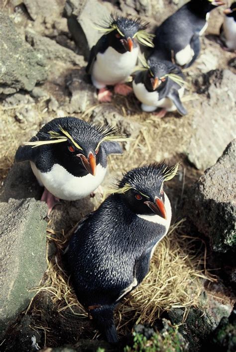 Eastern Rockhopper Penguin New Zealand Birds Online Rockhopper
