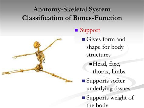 Anatomy Skeletal System Ppt Download