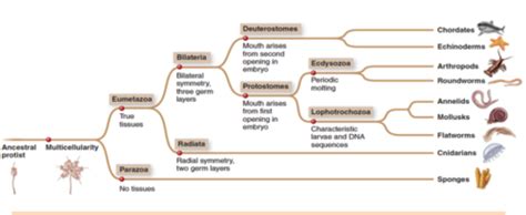 General Biology Exam 2 Flashcards Quizlet