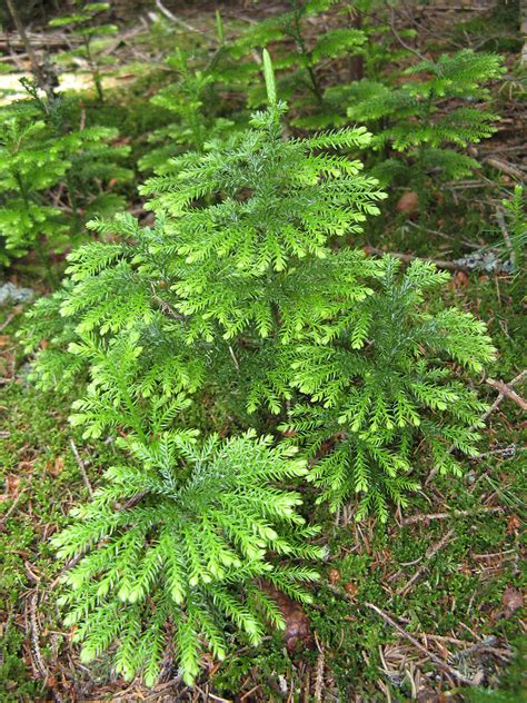 Full Key For Plant Identification Go Botany