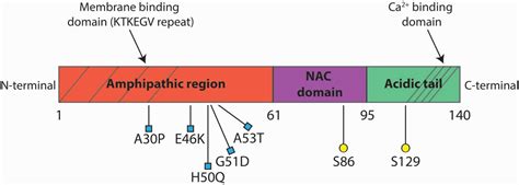 When You Stop Going Native The Science Of Parkinsons
