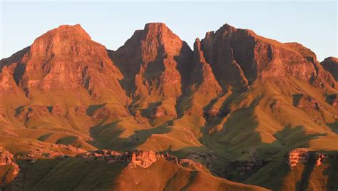 Where Do Jacaranda Trees Grow The Best Explanation