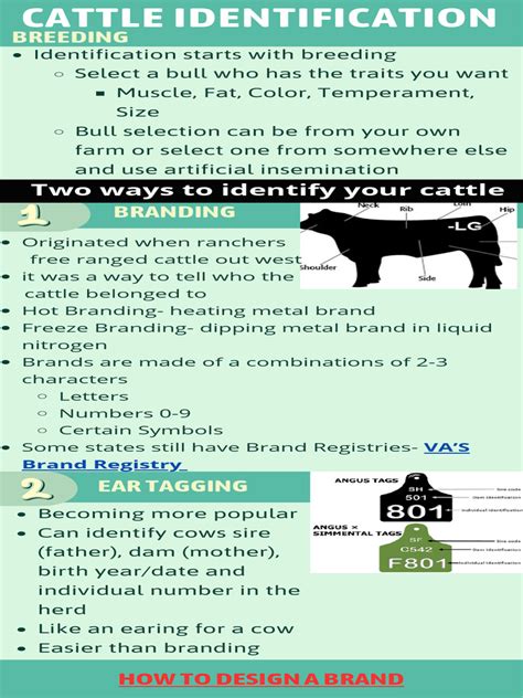 Cattle Identification Brandingtagging Pdf