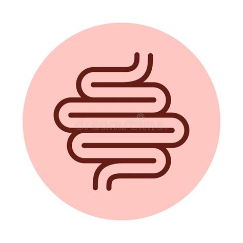 Digestive Tract Stock Illustration Illustration Of Organs 92272804