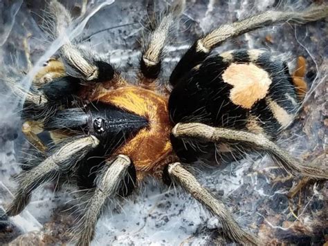 Cyriocosmus Elegans Tarantula Farm