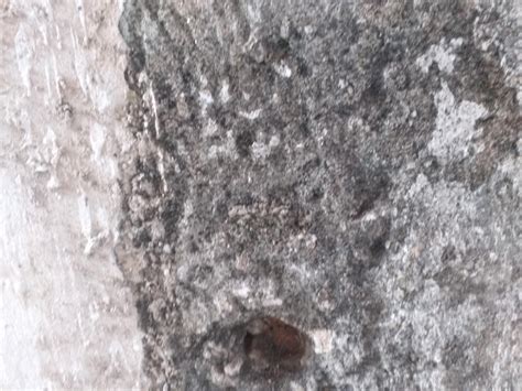 Ralsei Reference Rralsei