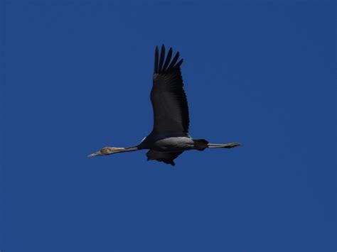 クロヅル、マナヅル （1） ぶんちゃんの部屋